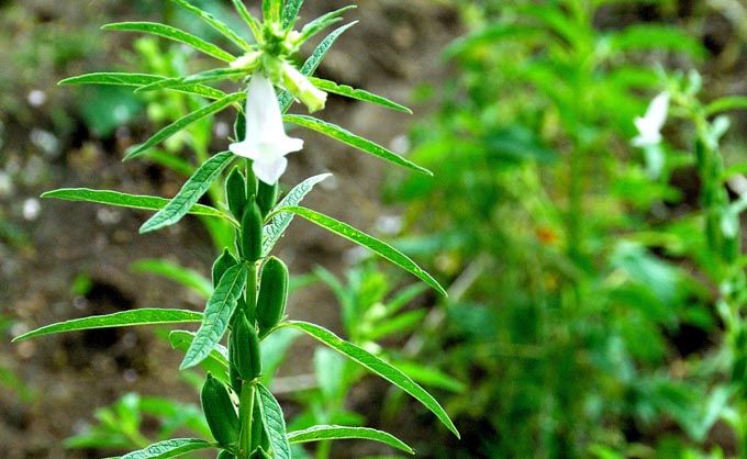 ¡Ábrete sésamo! (+fotos, infografía y video) - La Demajagua