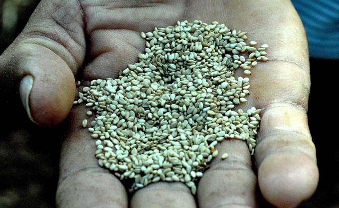 ¡Ábrete sésamo! (+fotos, infografía y video) - La Demajagua